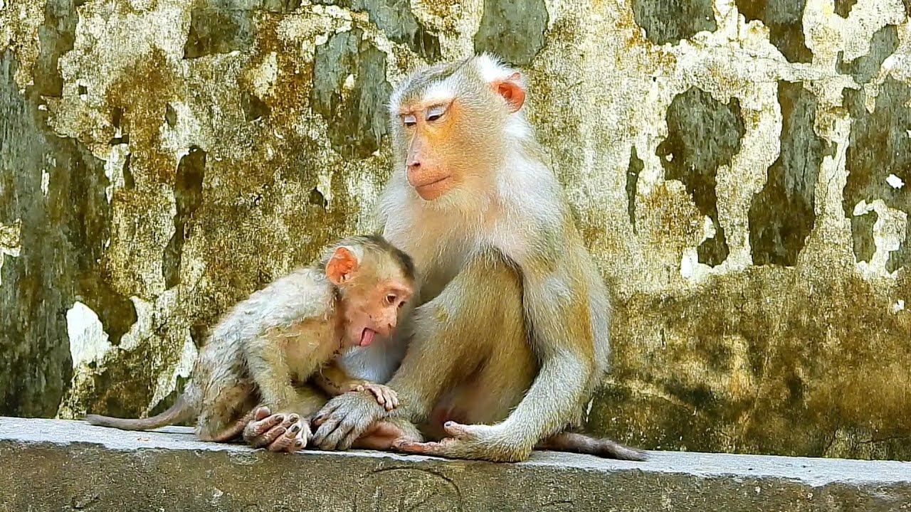 Adorable baby monkey Leo wants his mommy monkey Libby holding him on ...