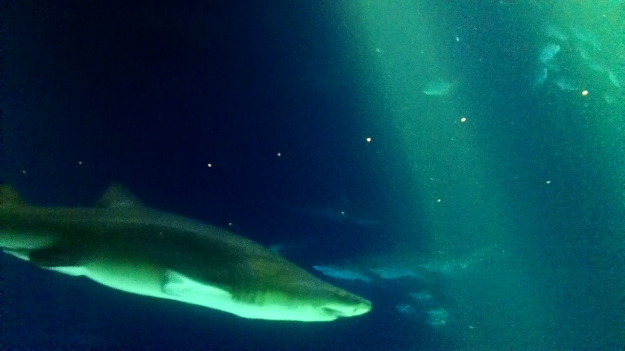 Sand Tiger Shark hiding in the dark at NY Aquarium's Ocean Wonders ...