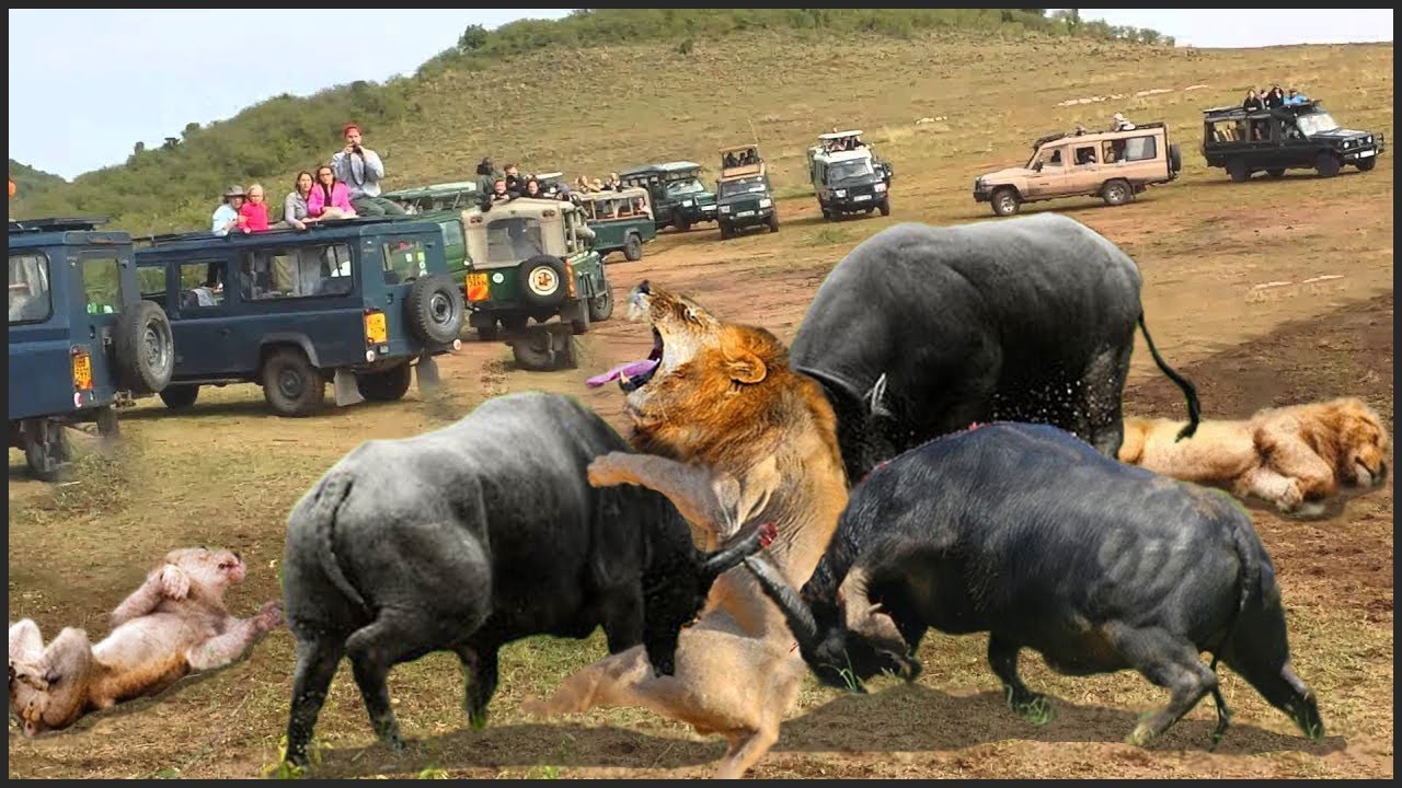 3 Crazy Buffalo Rushed To Defeat 3 Bloodthirsty Lions - Baboons Attack ...