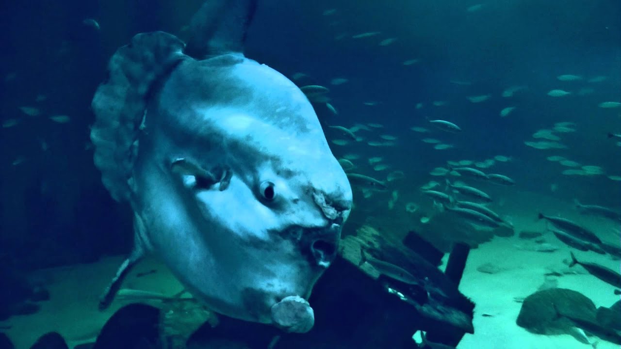 Mondfisch im Ozeanarium in Hirtshals - Dänemark - YouTube