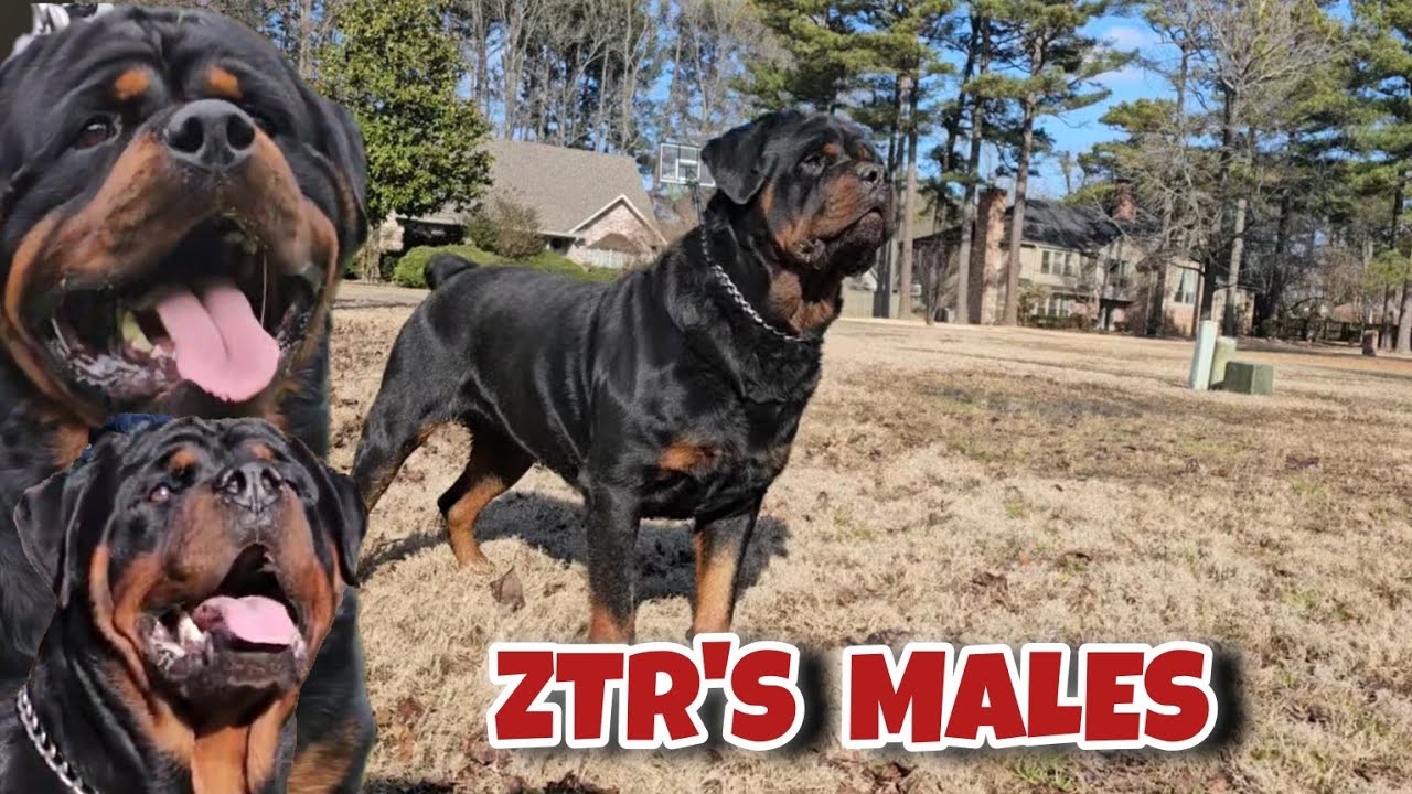 Big Head Male Rottweilers - YouTube