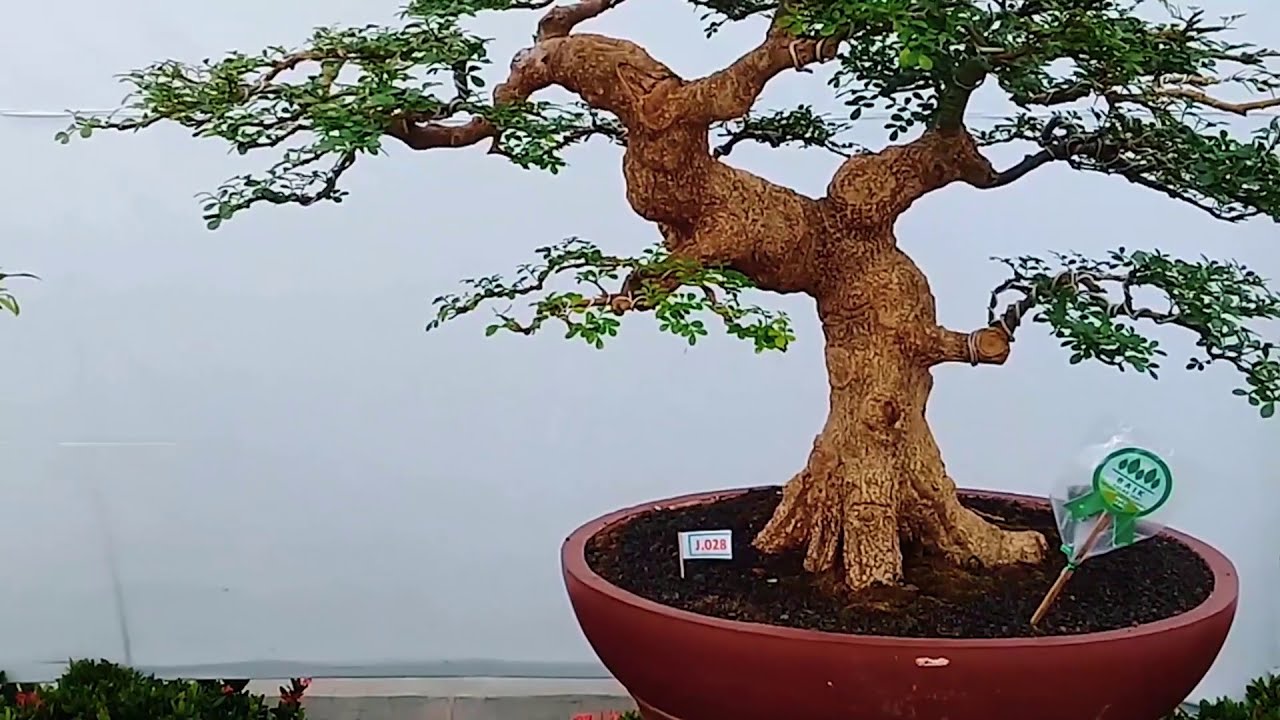 Unik ..!!! Bonsai Ornamental Plant Contest I contes bonsai - YouTube