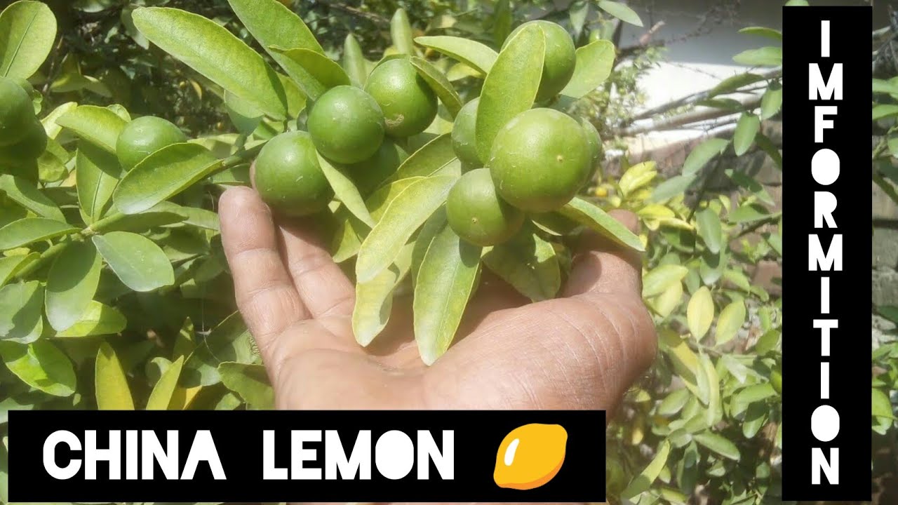 how to care China lemon - YouTube