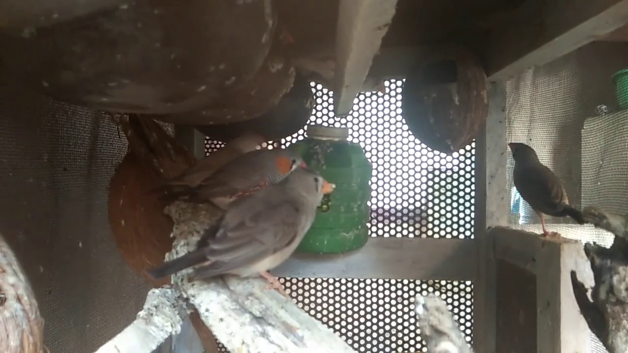 Zebra finches breeding and nest setup - YouTube