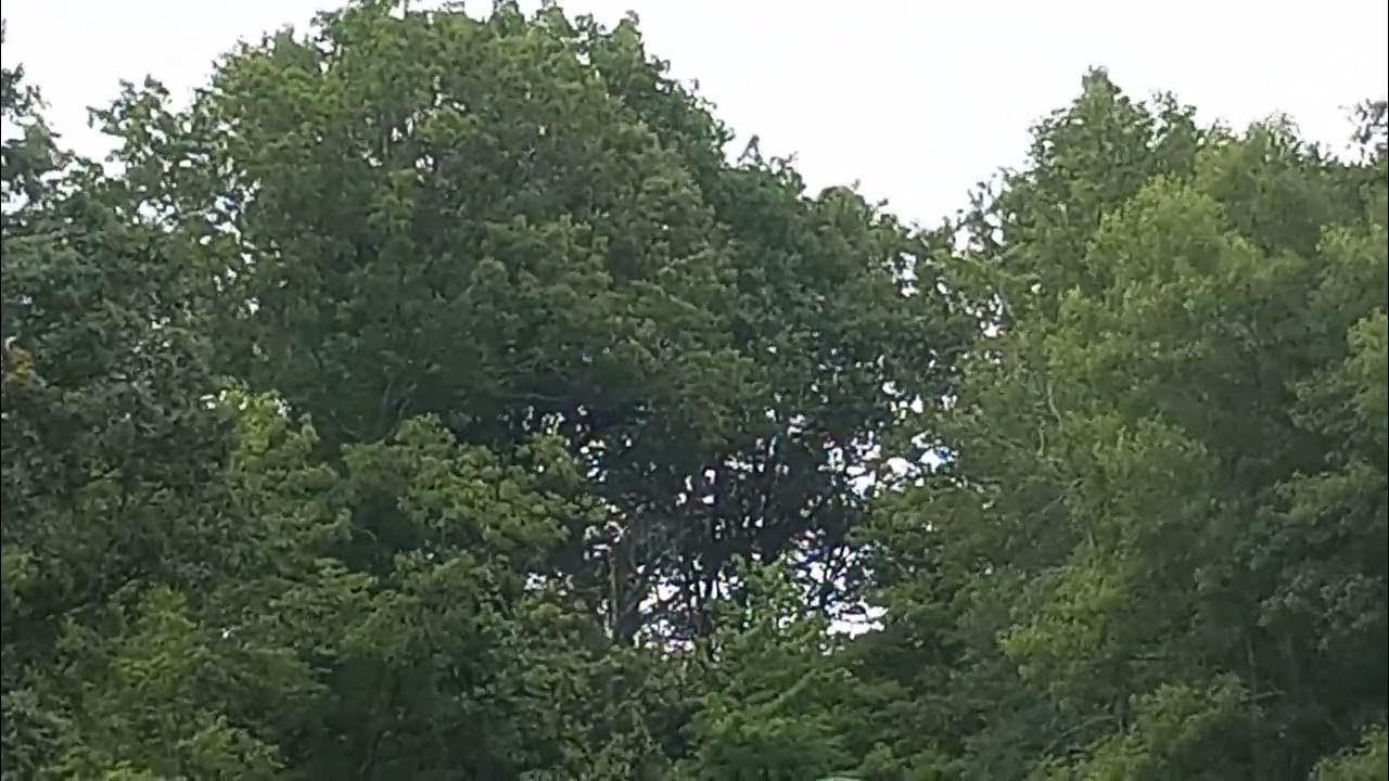 shaking tree again - YouTube