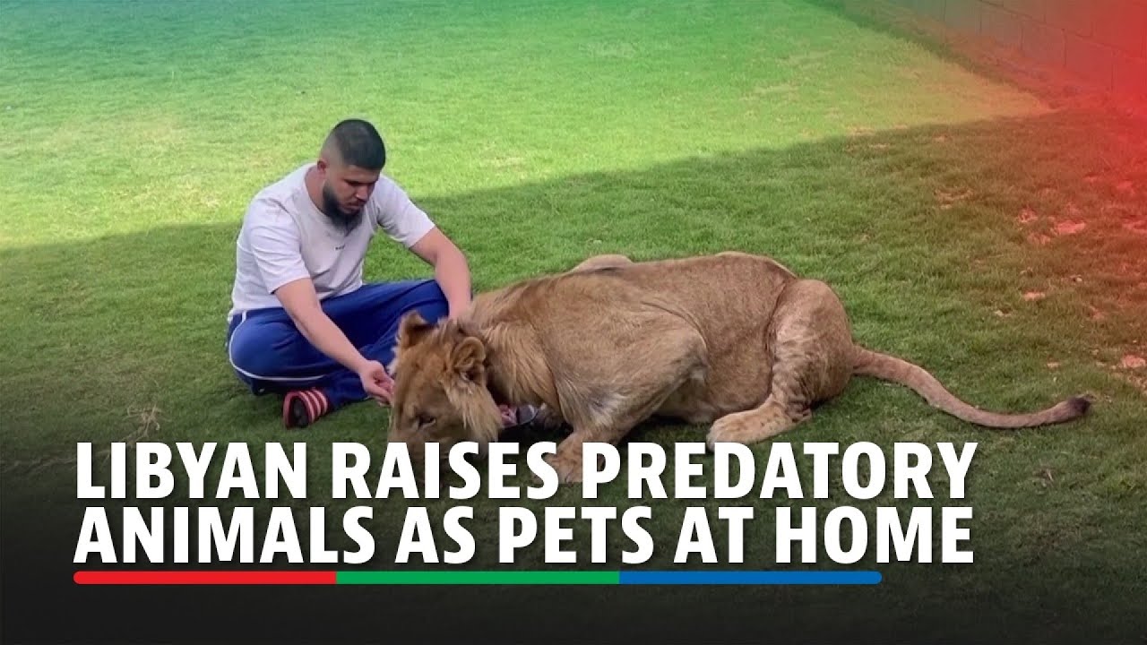 Man raises predatory animals at home as pets | ABS-CBN News - YouTube