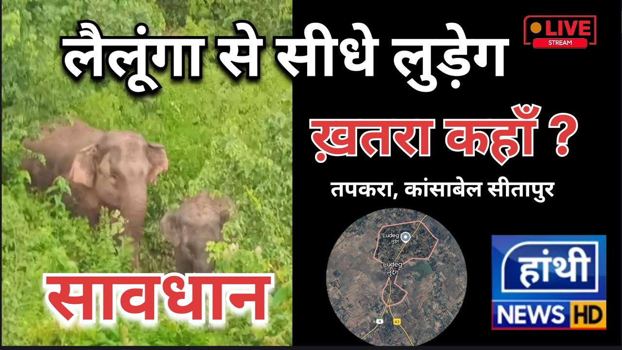 लैलूंगा से लुड़ेग पंहुचा ये हांथी! 5 KM में हाई अलर्ट |वन विभाग की ...