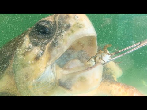 Loggerhead Sea Turtle Feeding Time - YouTube