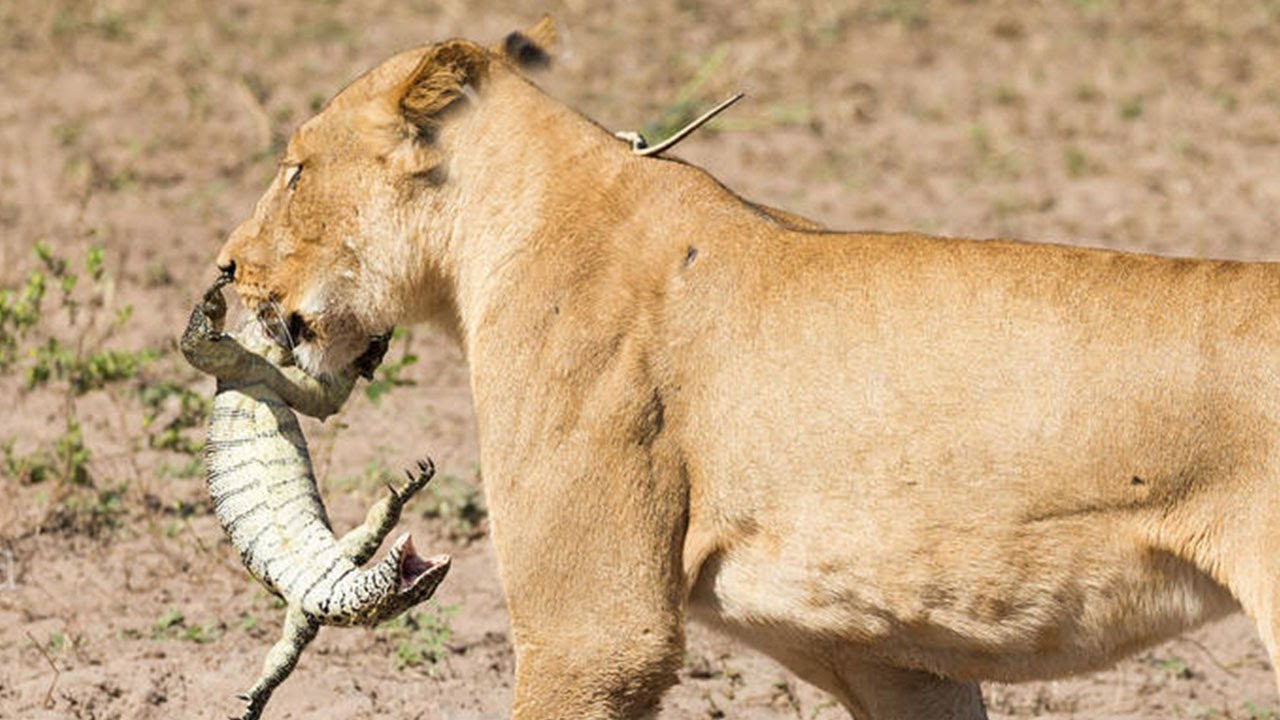 Lions are so hungry that they have to eat Lizards - YouTube