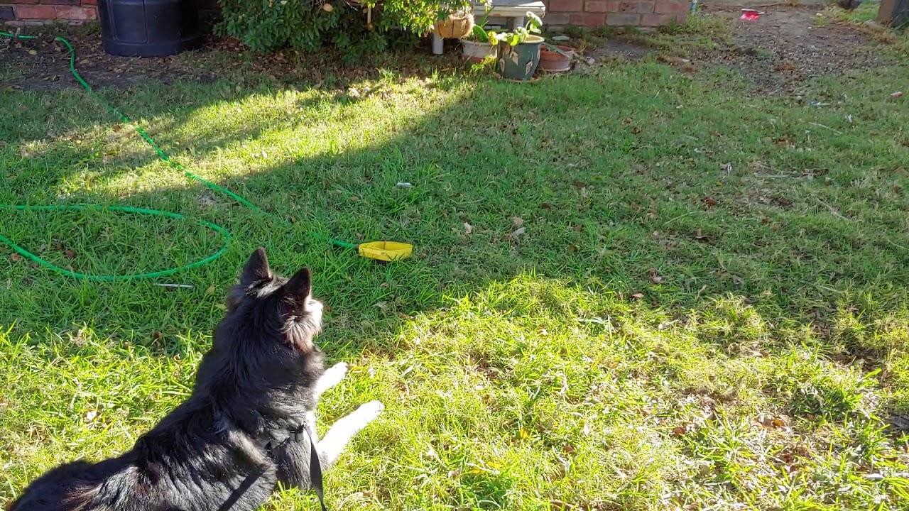 Husky high prey drive - YouTube