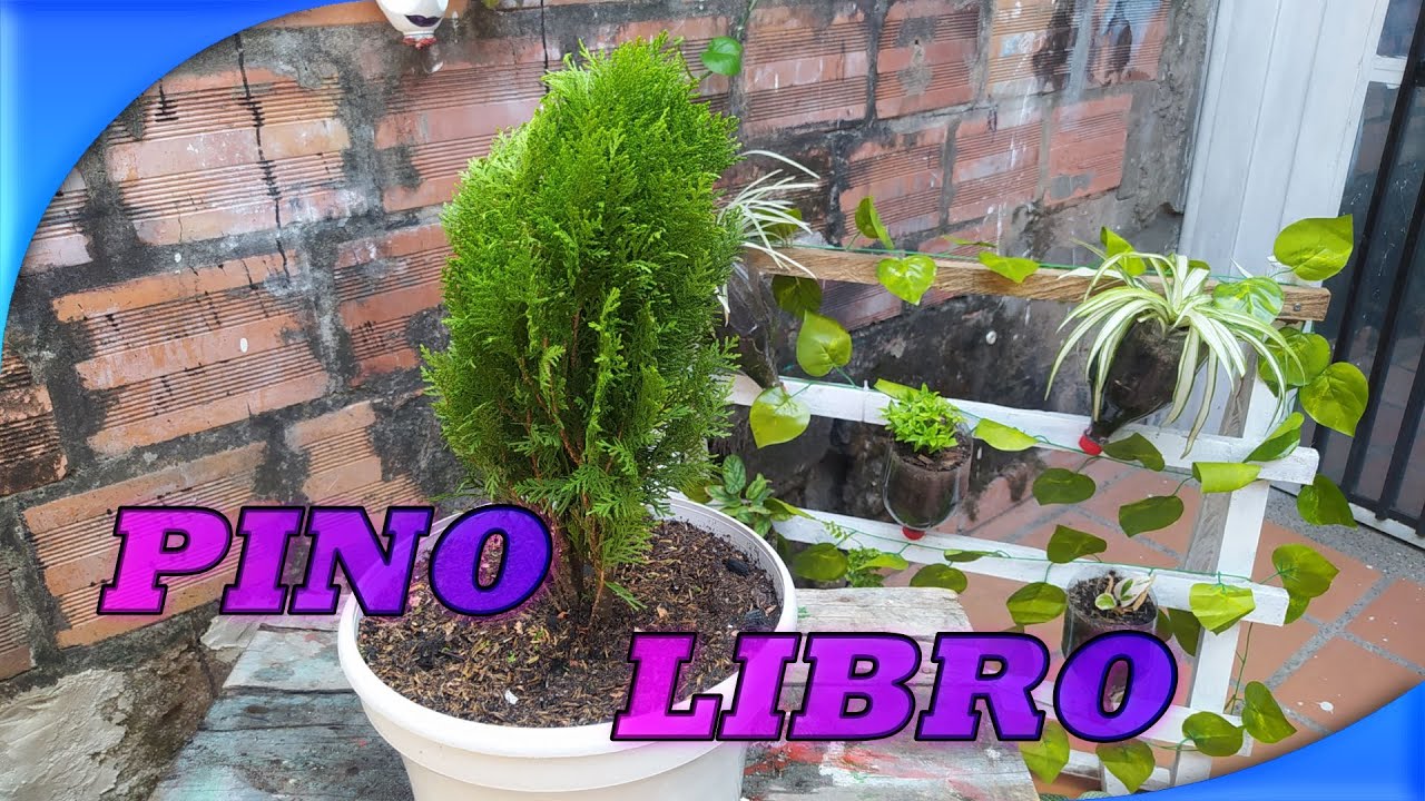 🌲PINO LIBRO como trasplantarlo/ La Historia De Mis PINOS🏡 ️ - YouTube