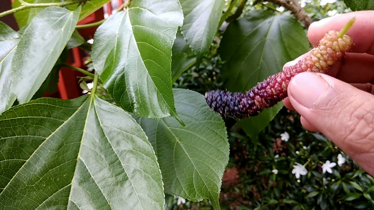 Panen Buah Long Murbei/ Mulberry - YouTube