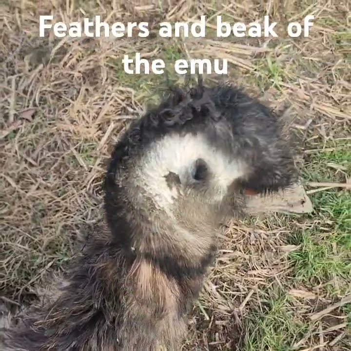 Showing the feathers and the beaks with the ridges(teeth so to say) of ...