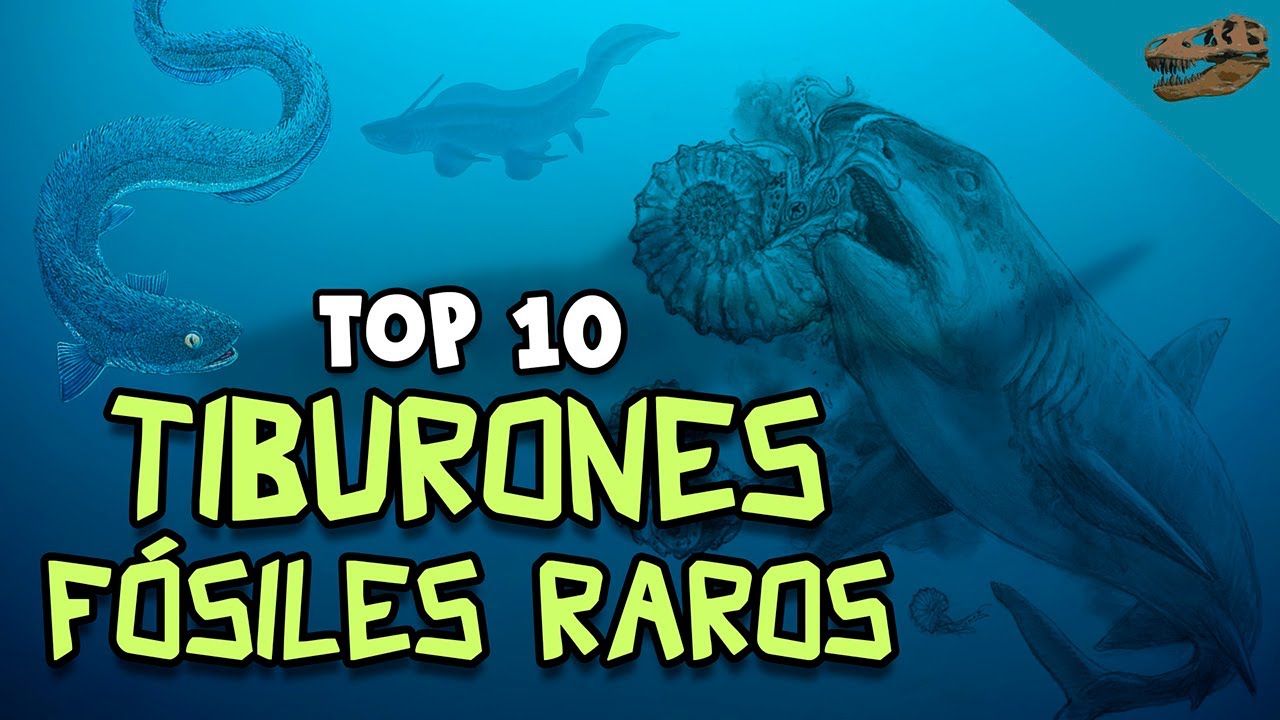 Top 10: Tiburones fósiles RAROS - YouTube