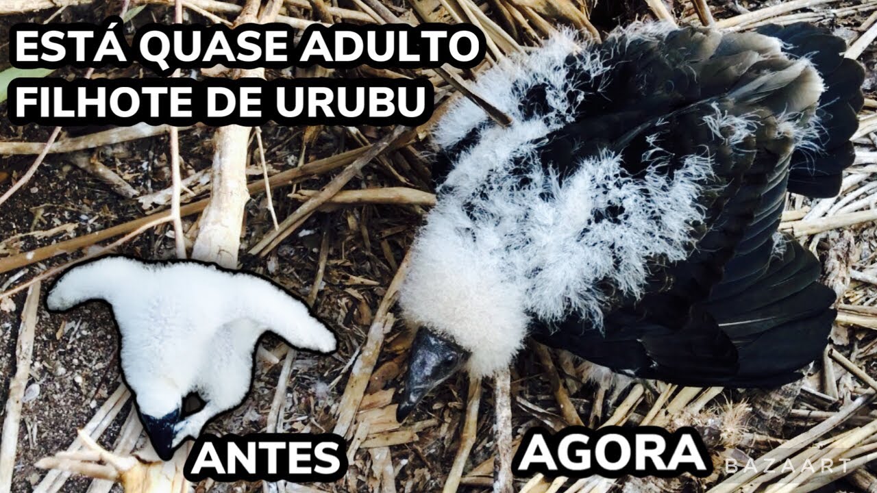 Filhote de urubu esta grande - YouTube