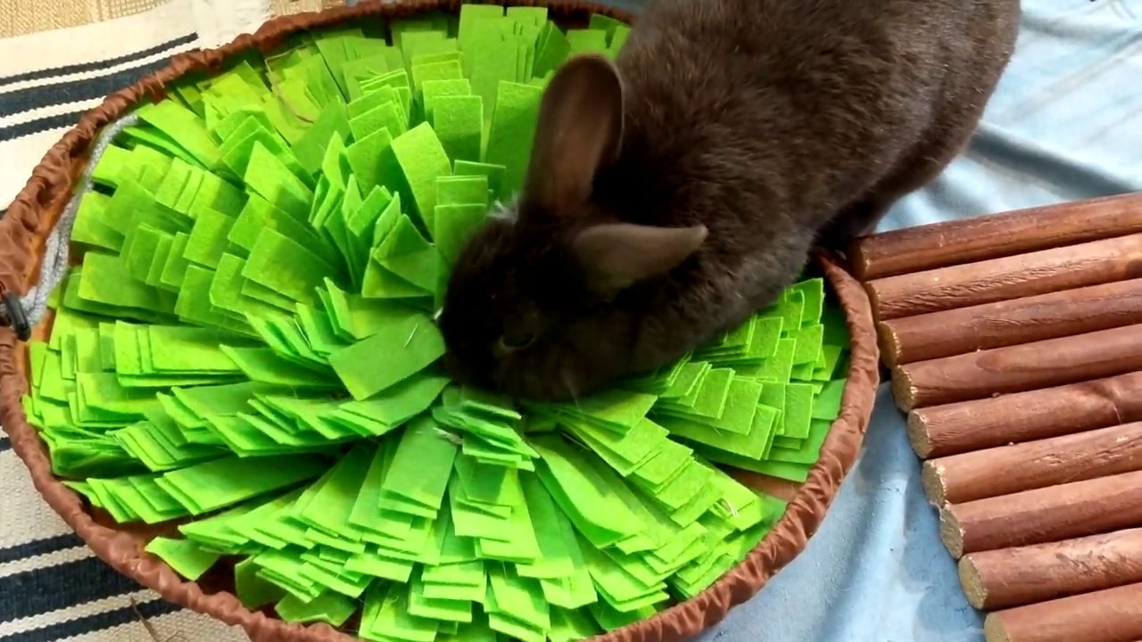 Rabbits Inventive Ways To Feed Them Pellets - YouTube