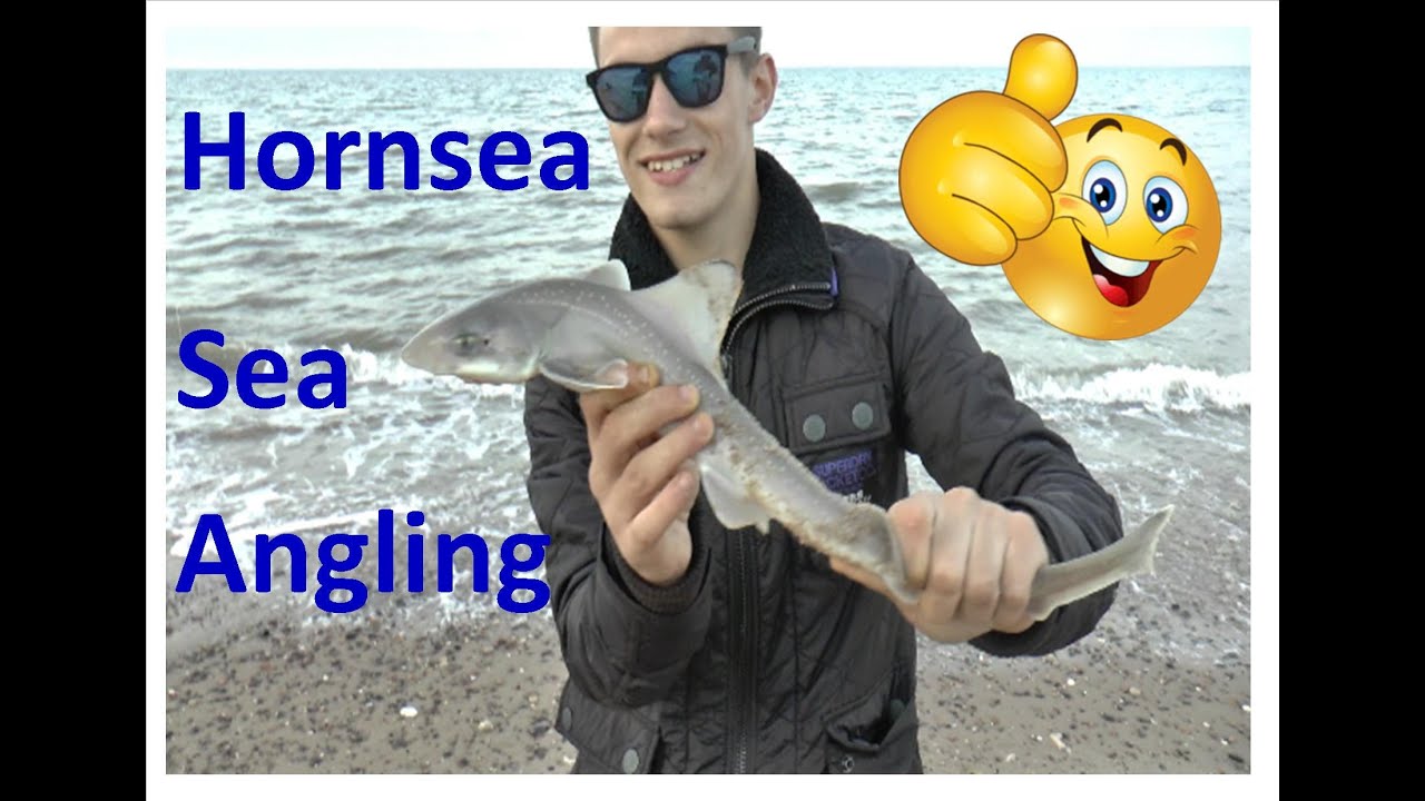 Dog fish/Starry Smooth Hound, Bass, whiting, Dab. Hornsea North Beach ...