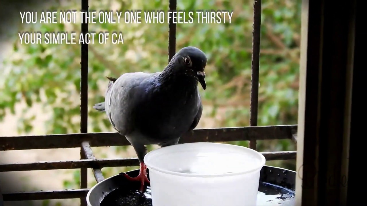 Save Birds Save Nature | Keep a Bowl of Water for Birds | Save Birds in ...