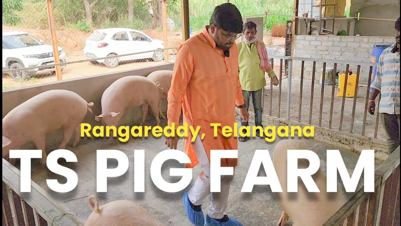 TS PIG FARM | Rangareddy | Pig Farming in Telangana @swastikpigfarm ...
