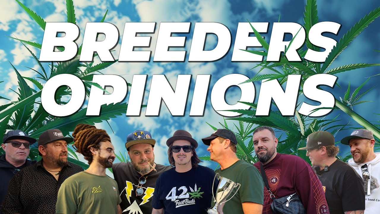 Breeders Opinions at Spannabis | Strain Hunters | Mephisto Genetics ...