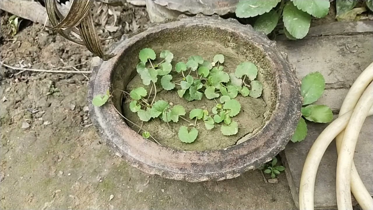 #amader barite lagano kichu gach pala# - YouTube