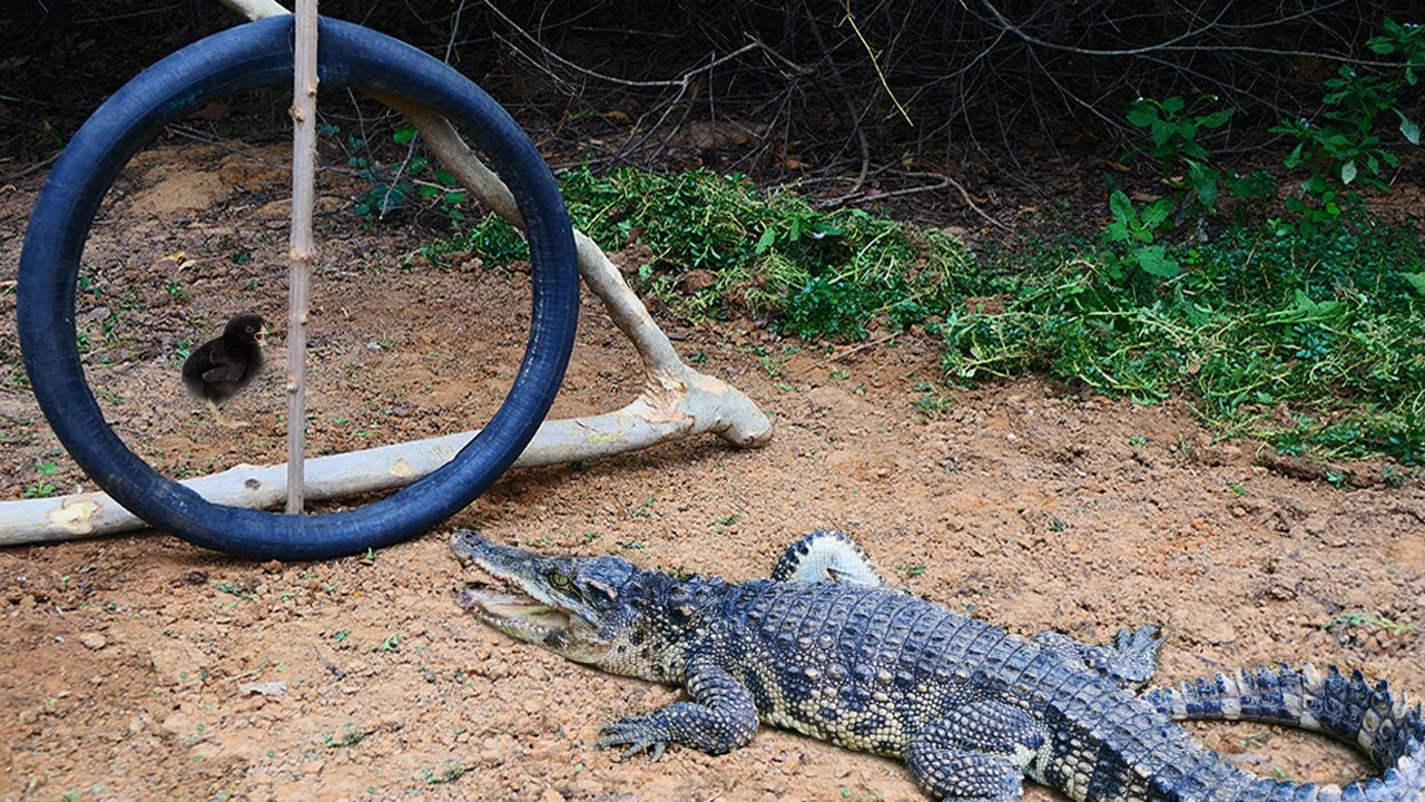 Easy Crocodile Trap: Unbelievable Creative DIY Crocodile Trap Make From ...