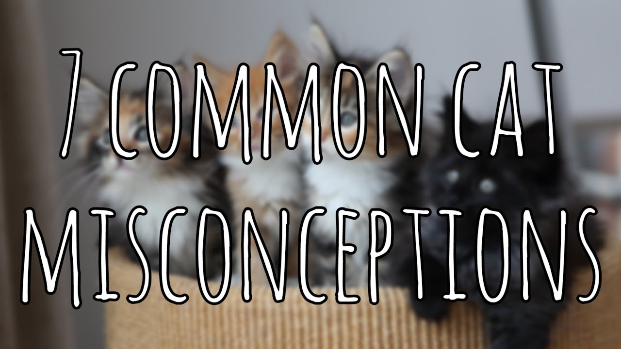 7 Common Cat Misconceptions - YouTube