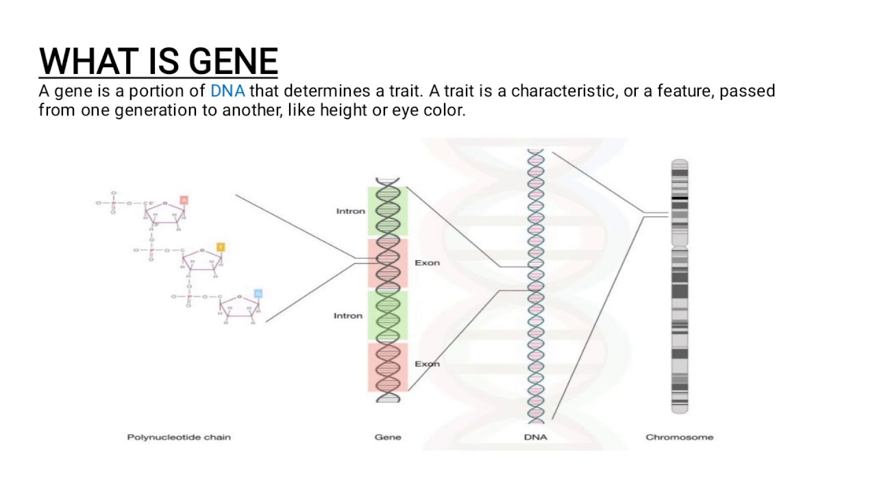 Basic concept of GENE VS ALLELE - YouTube