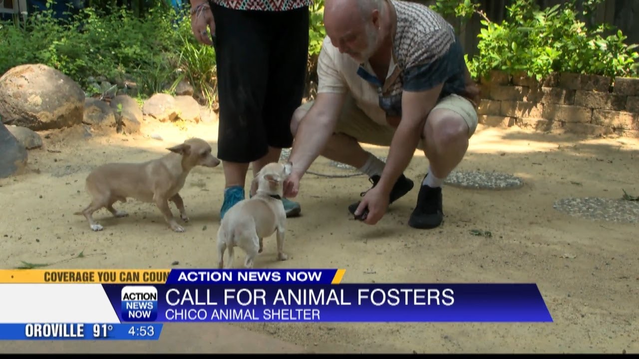 Chico Animal Shelter's call for animal fosters - YouTube