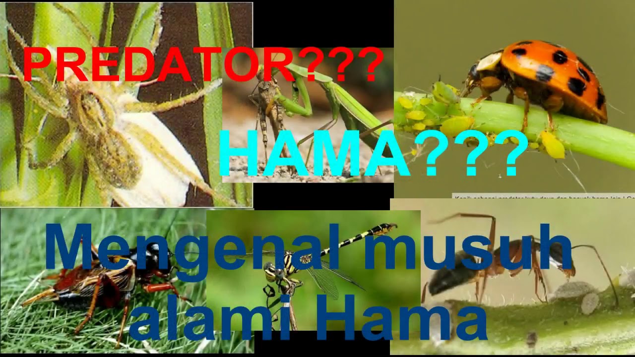 Mengenal musuh alami hama yang dianggap petani sebagai hama - YouTube