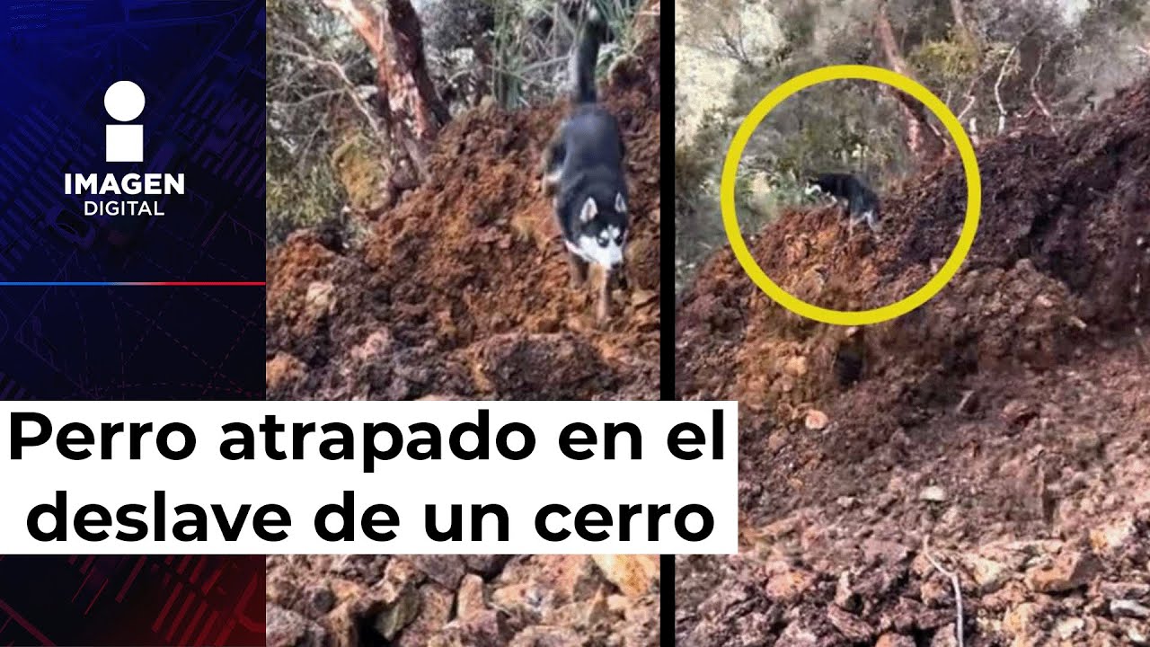 Perro queda atrapado en deslave de cerro… ¡Y sobrevive! - YouTube