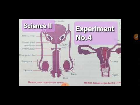 Experiment No.4 To study Human Reproductive System - YouTube