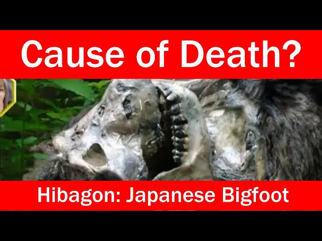 Hibagon Sightings