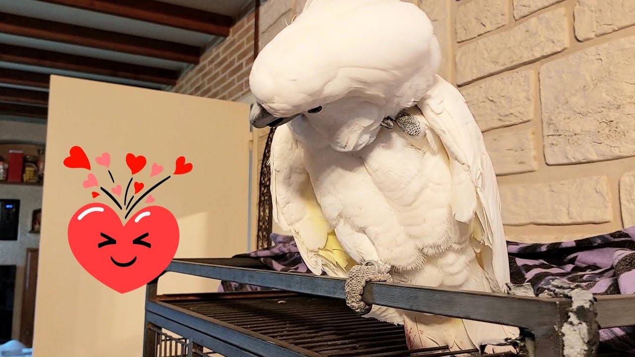 perroquet cacatoes danse, s'amuse / cackatoo parrot / ببغاء #perroquets ...