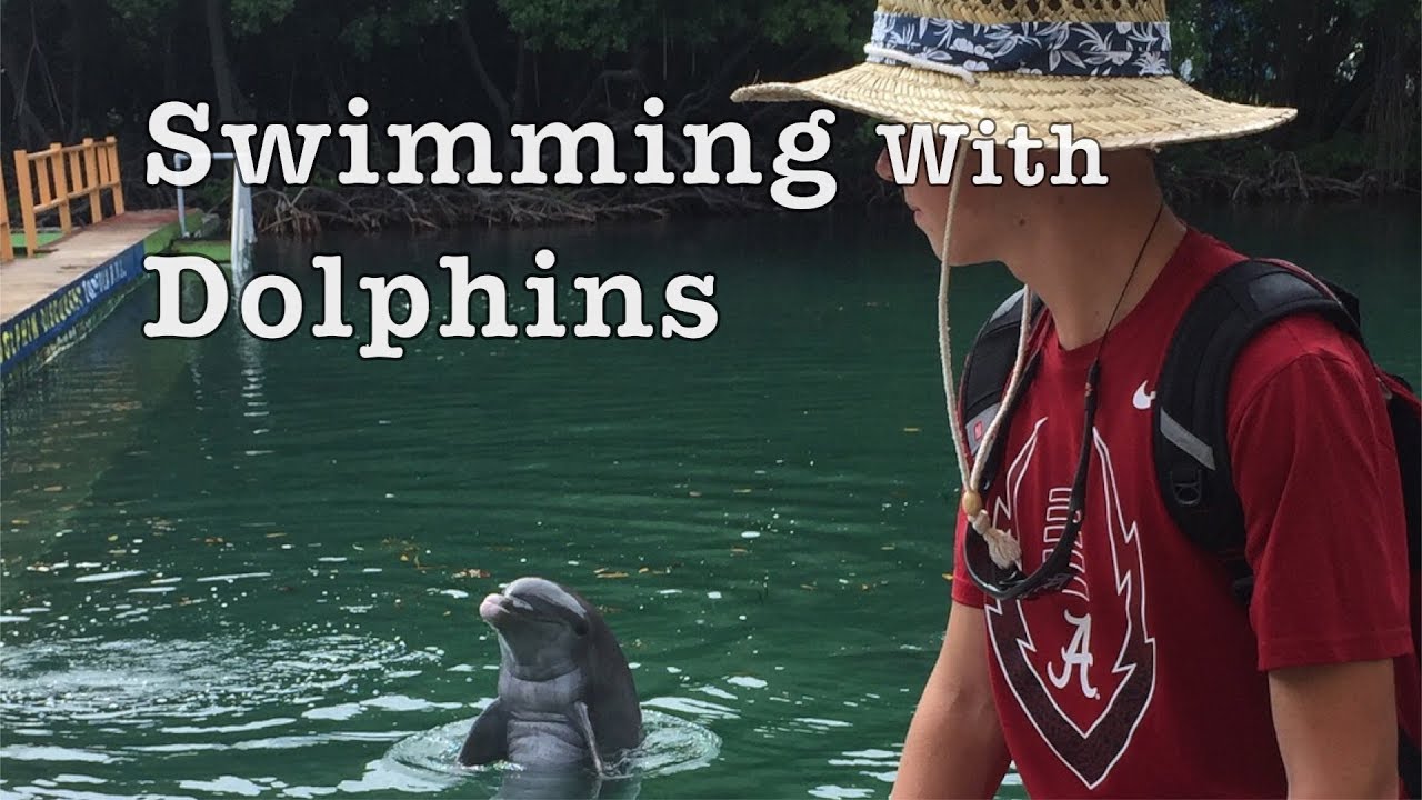 We SWAM with Dolphins in St. Thomas--Virgin Islands!! *AMAZING* - YouTube