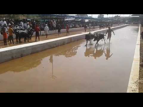 PAIVALIKE KABALA | ಪೈವಳಿಕೆ ಕಂಬಳ - YouTube