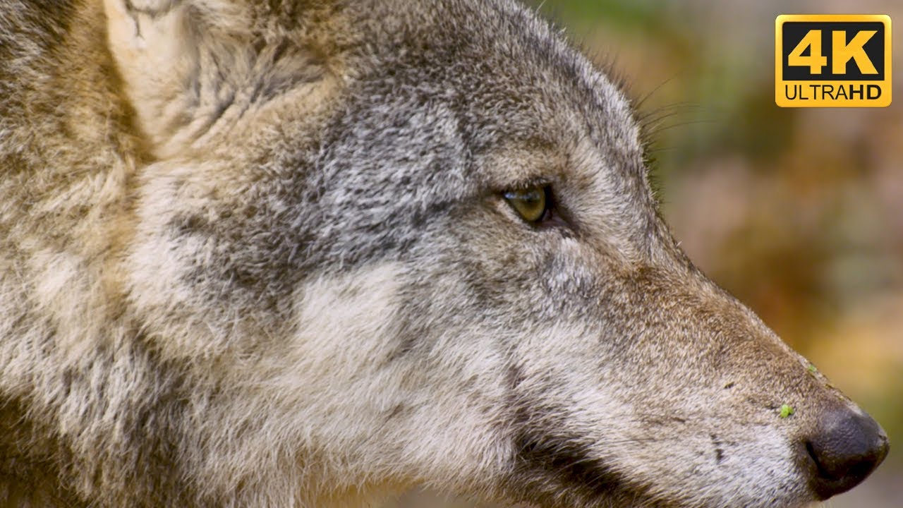 The most impressive animal in wild - The Wolf (4K) - YouTube