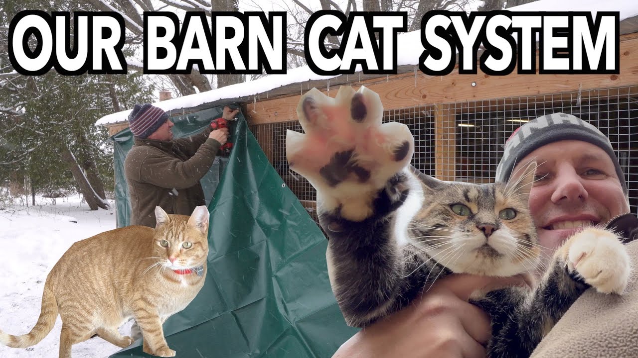 An Inside Look into our BARN CAT CATIO - YouTube