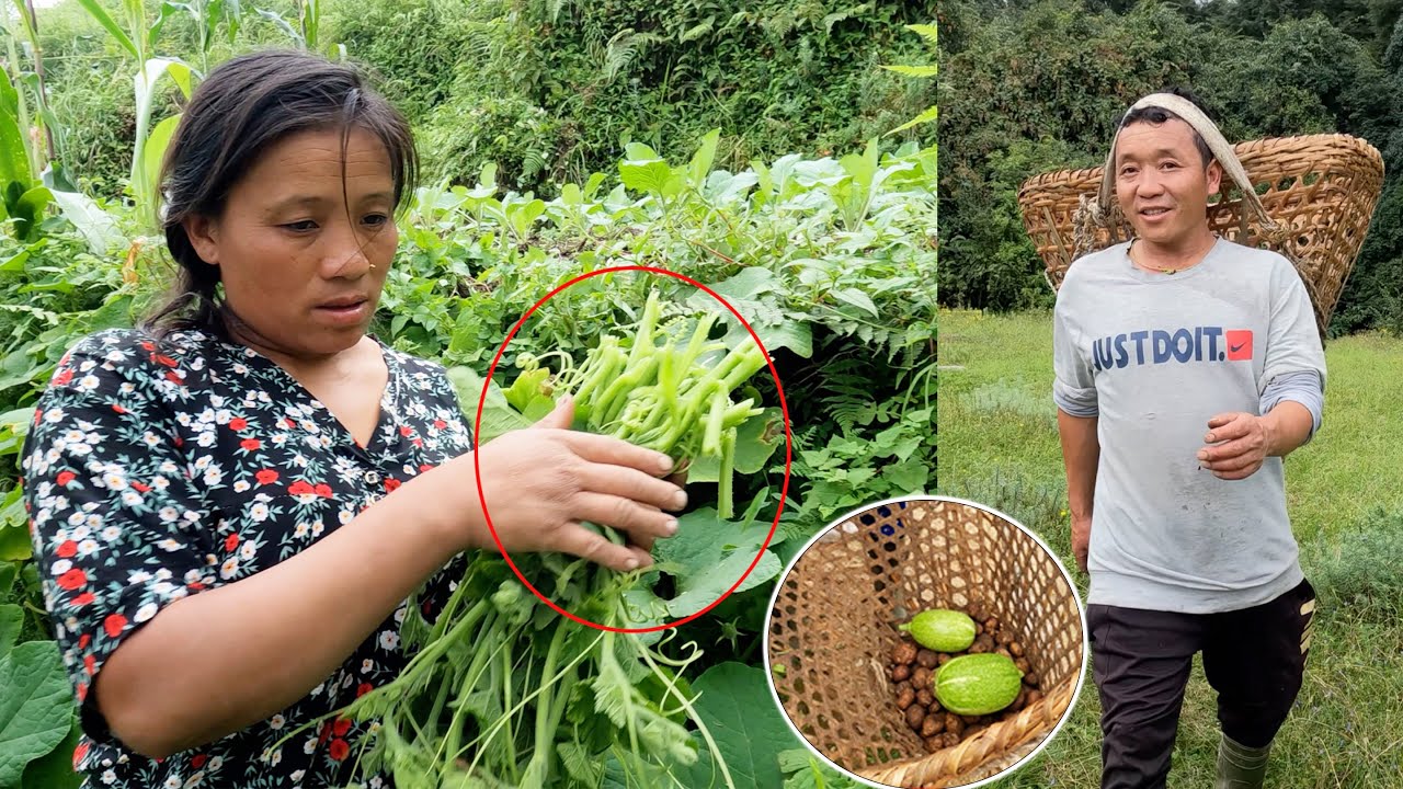 going down to our farm house || taking pumpkin shoots & wild fiddlehead ...