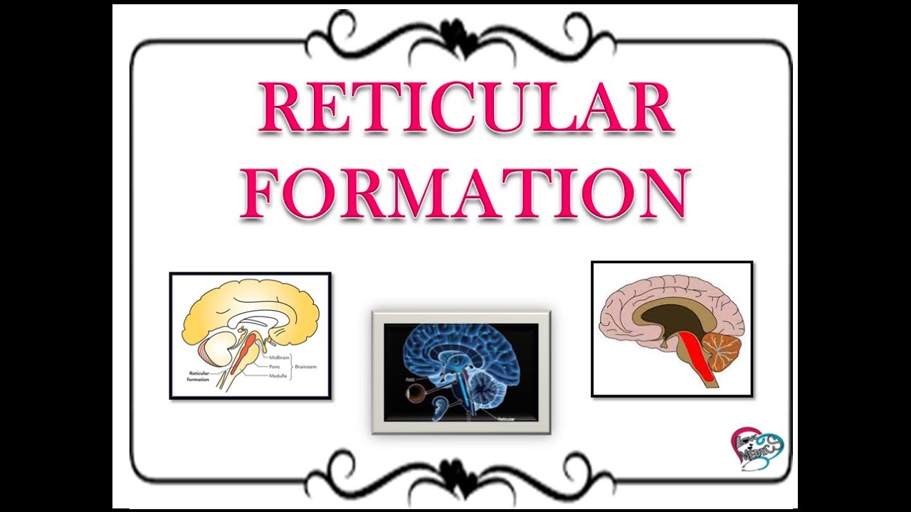 Reticular Formation