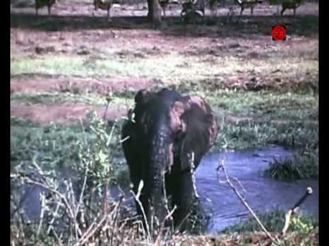 Kenya 1975 - Wild Animals and Safari Part 2 (&fmt=18) Super 8 Film