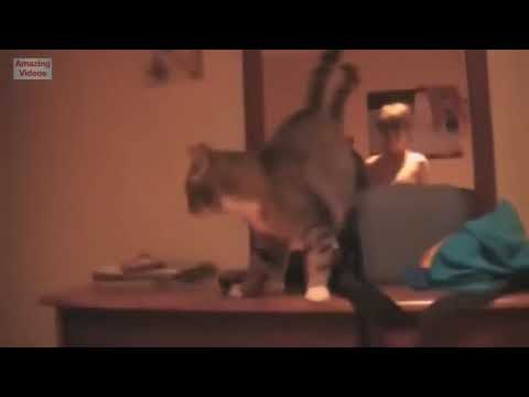 Komik kedi atlamaları - FAİL