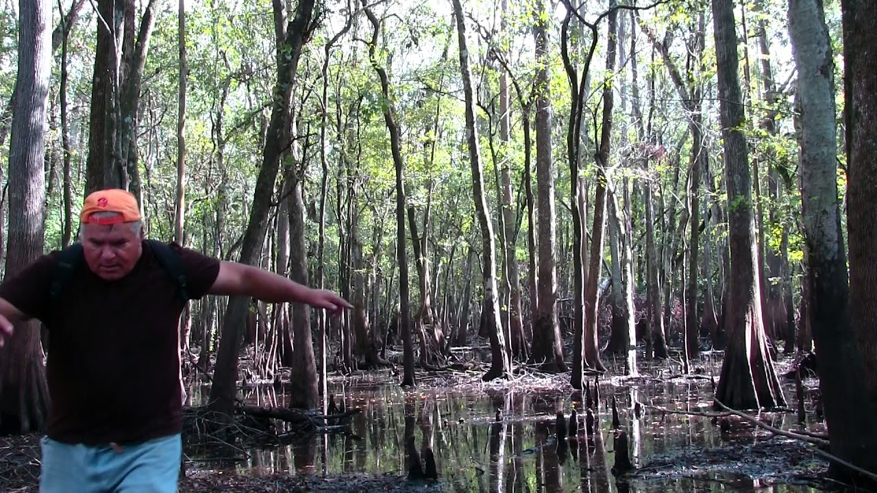 TREE KNOCKS in the DEEP SWAMP - YouTube