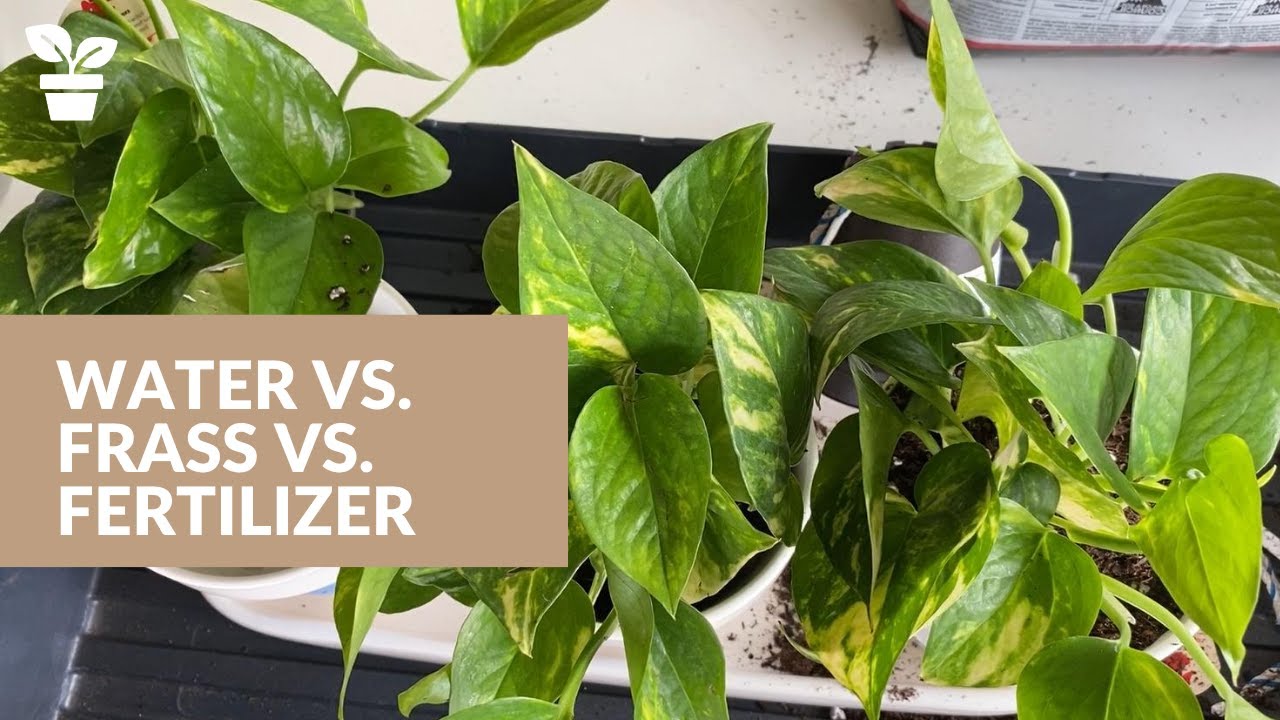 Which is better? Water vs. Frass vs. Fertilizer | Golden Pothos ...