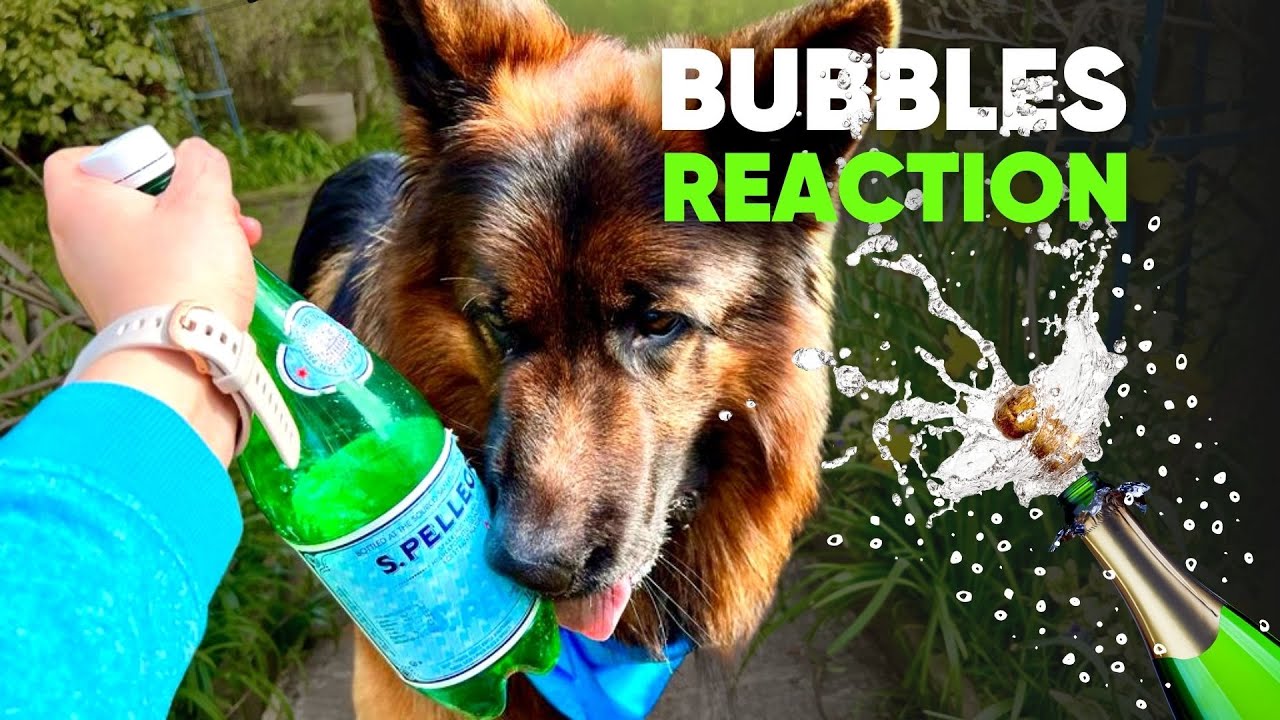 My Dog Tries Sparkling Water for the First Time! - YouTube