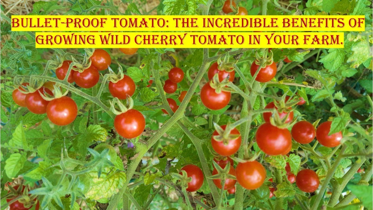 Bullet-Proof Tomato: The Incredible Benefits of Growing Wild Cherry ...