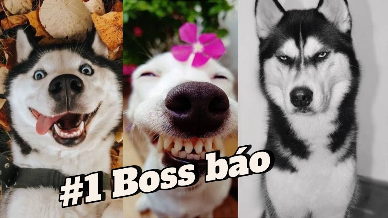 [ BOSS Báo Đời ]#1 Tổng hợp những video của nhữngđộng vật báo làng báo ...