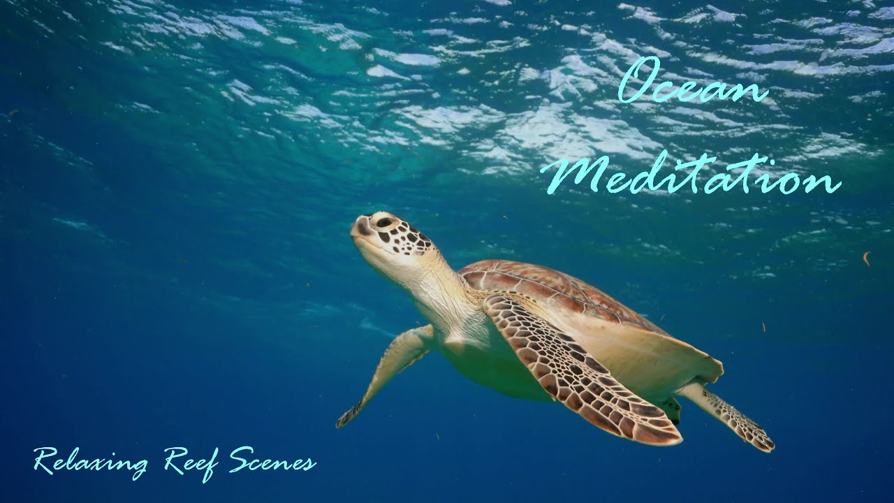 DAILY OCEAN MEDITATION - Underwater Exploring - Beautiful Green Sea ...