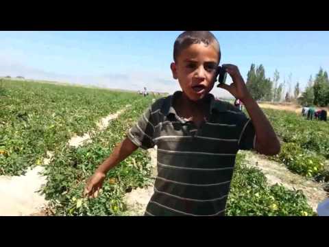 Tarlada kız isteme (gülmekten bayılacaksınız)