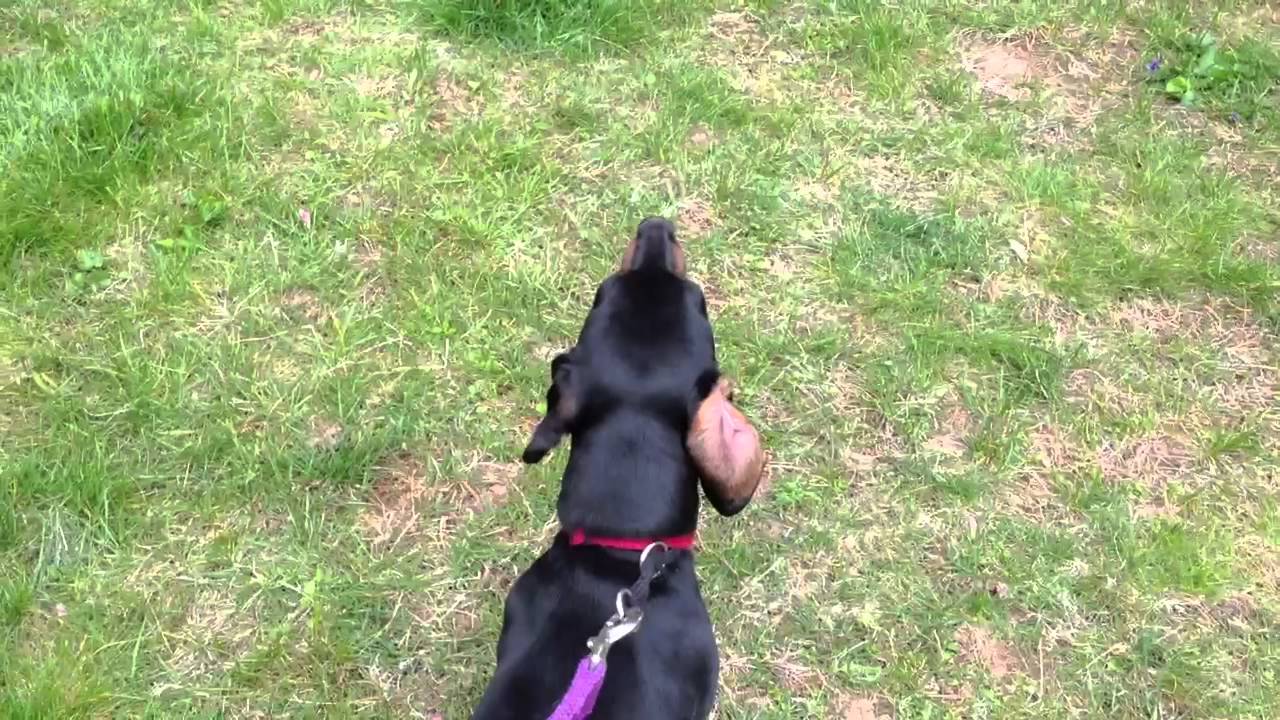 Howling Dachshund - YouTube